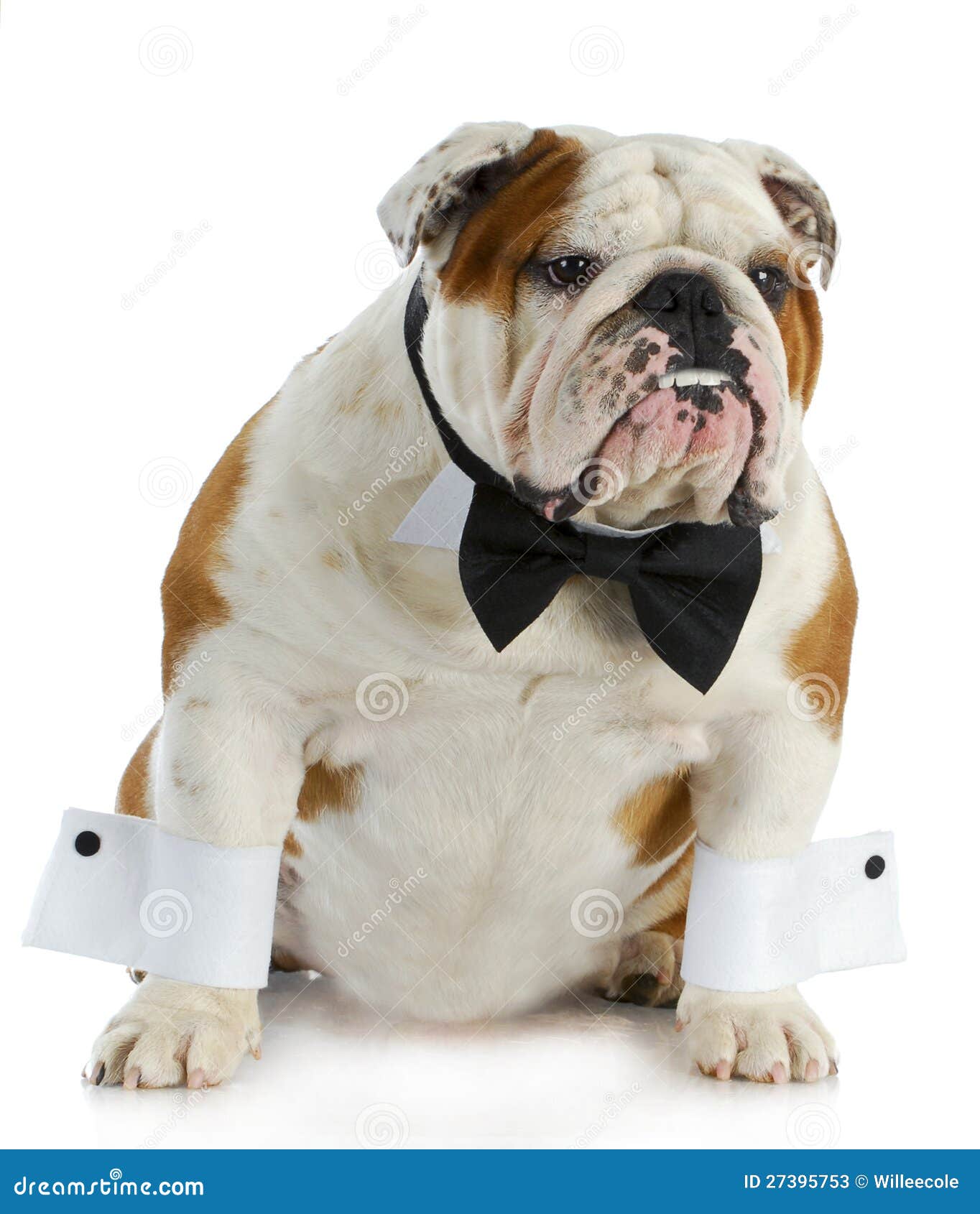 Handsome dog stock image. Image of bull, adorable, alone - 27395753