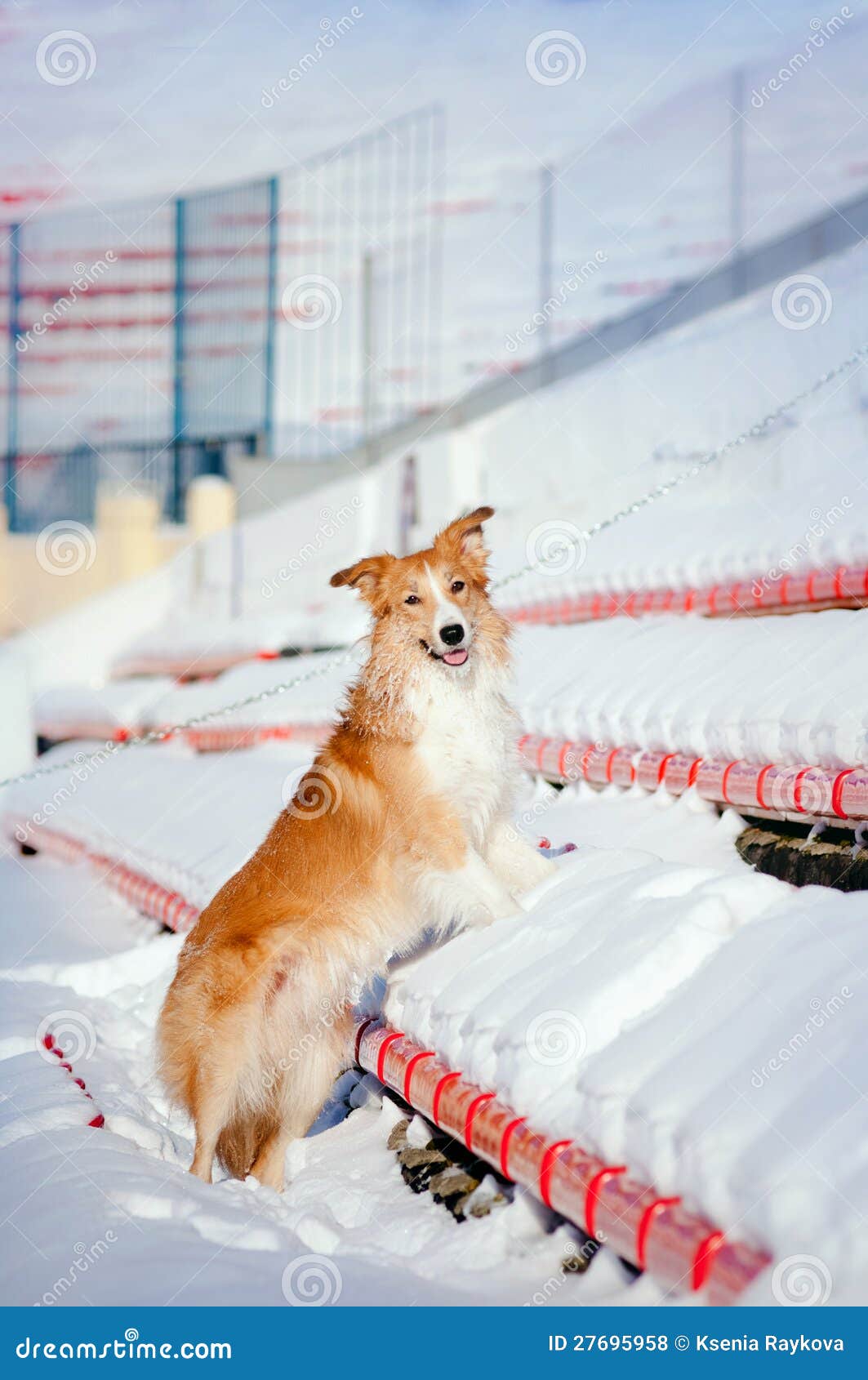 Handsome Dog Border Collie in Winter Stock Photo - Image of listening ...