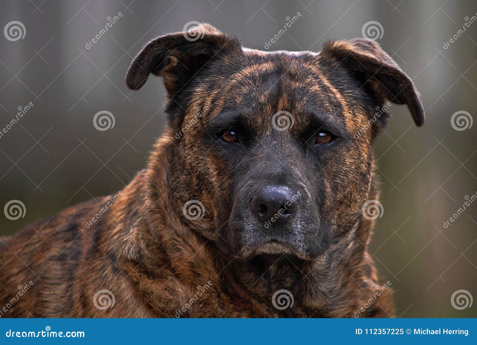 Handsome dog stock image. Image of headshot, handsomedog - 112357225