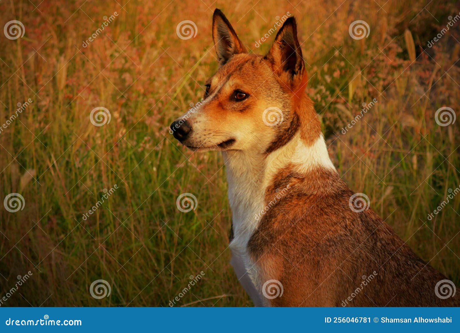 Handsome Dog Prouds it& X27;s Beauty Stock Image - Image of handsome ...