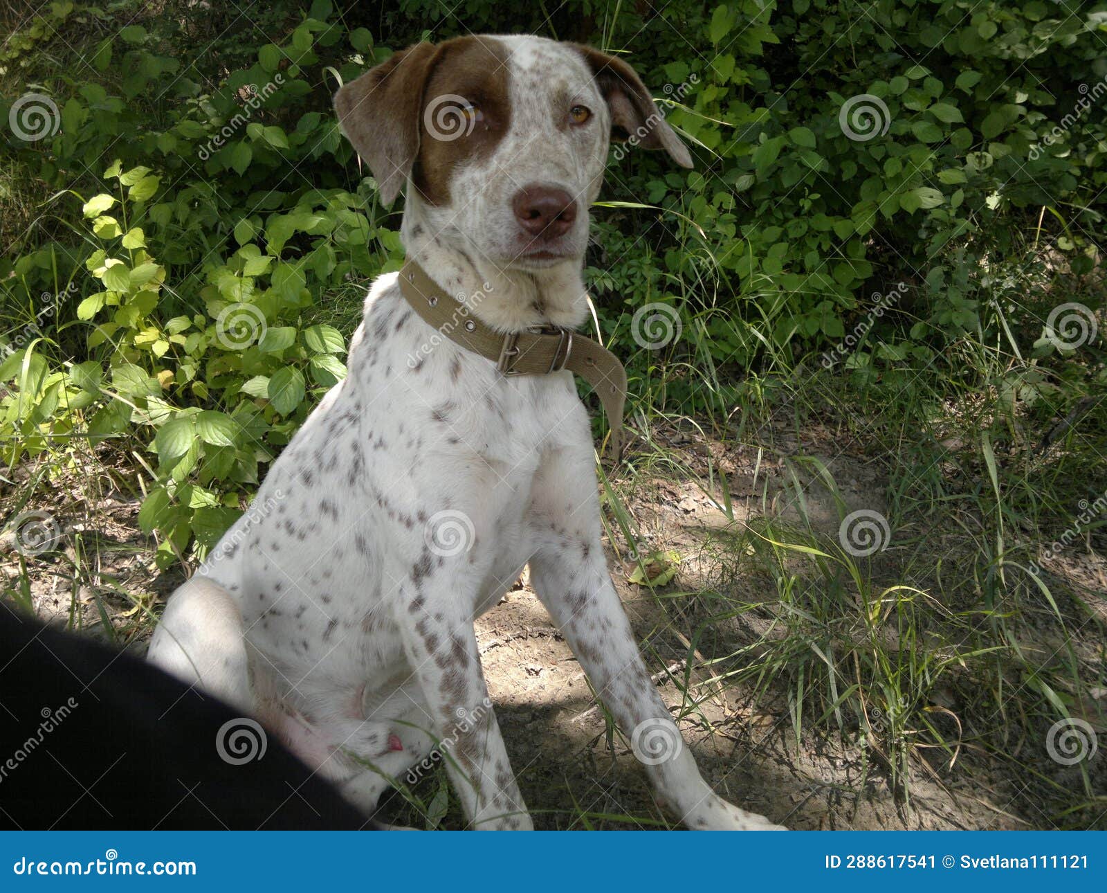 The handsome dog! stock image. Image of sports, retriever - 288617541