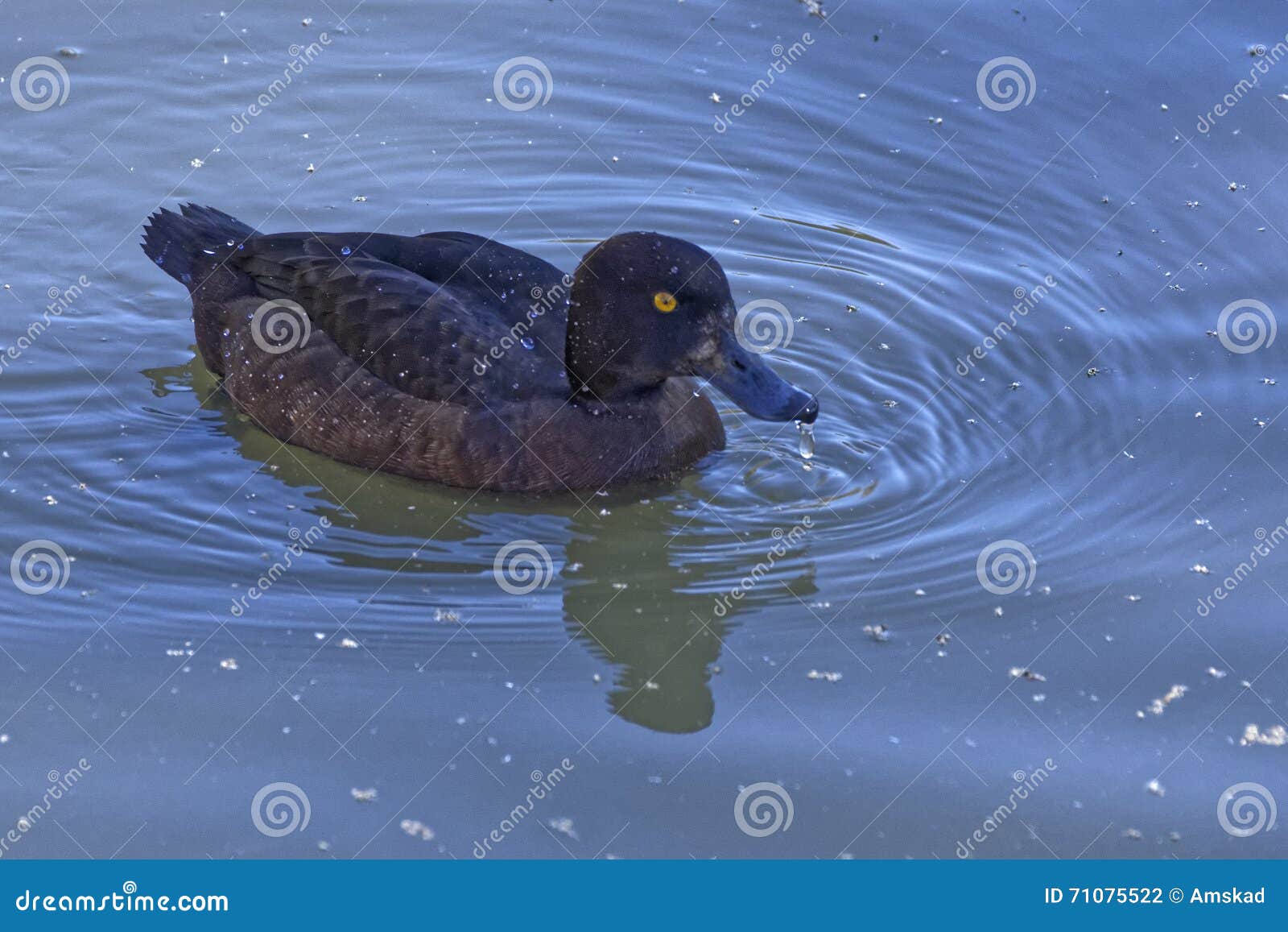 Handsome duck stock photo. Image of handsome, flamingo - 71075522