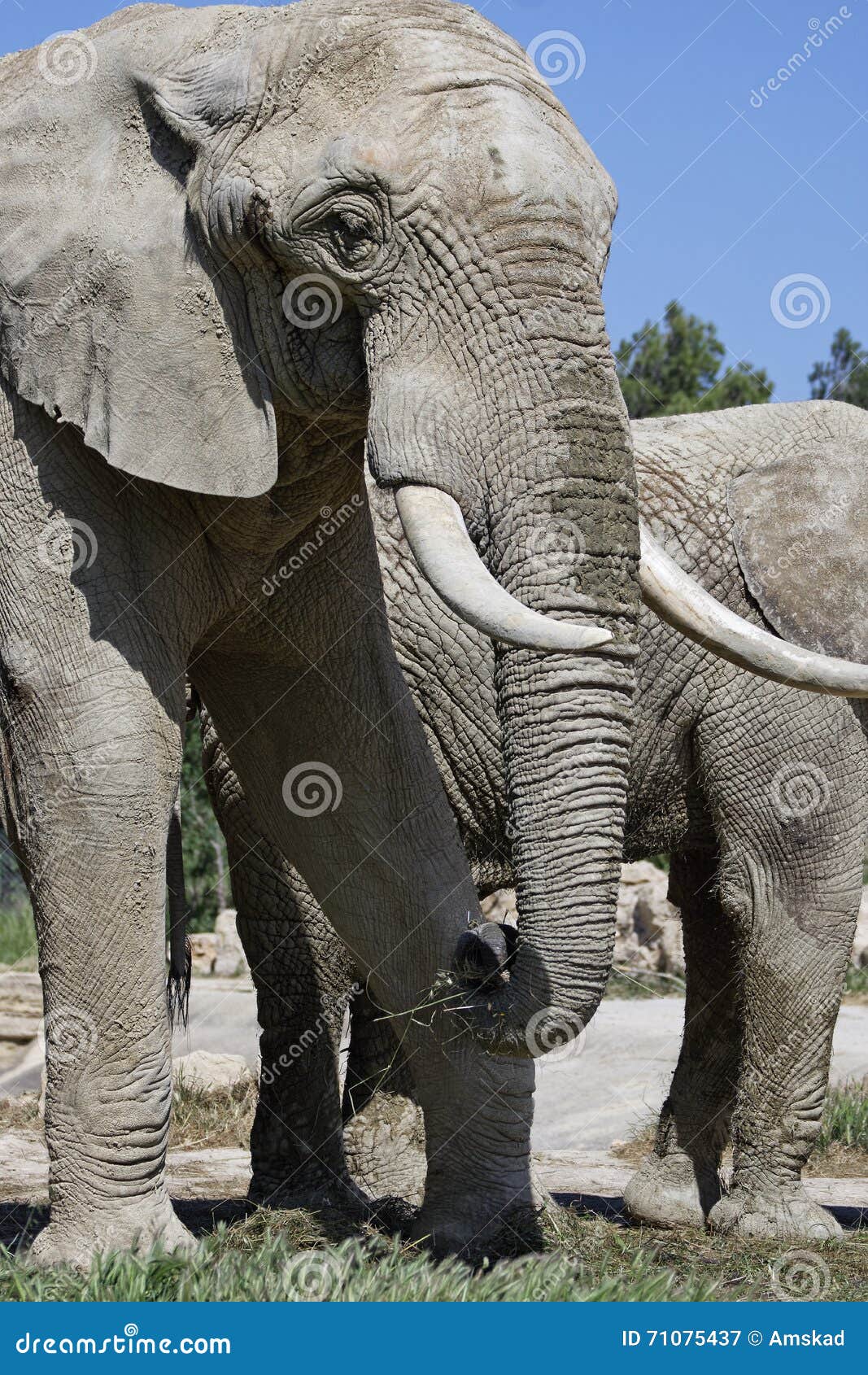 Handsome elephant stock image. Image of camel, elephant - 71075437