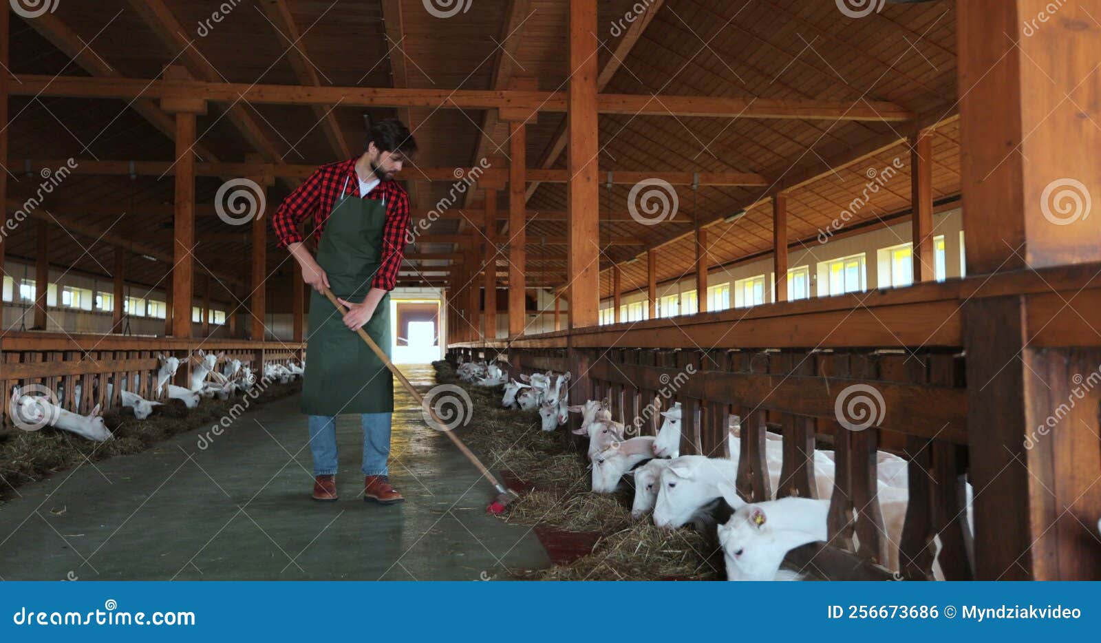 Handsome Farm Worker Cleaning and Feeding Goats. Ecologically Friendly ...