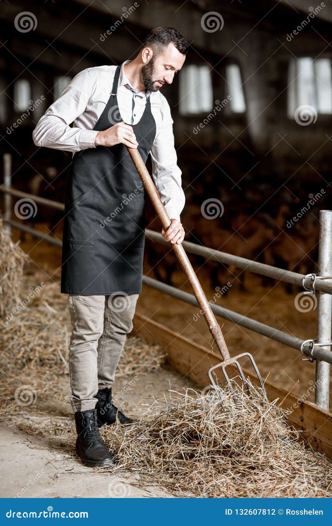 Farmer with Hay in the Stable Stock Photo - Image of shirt, animal ...