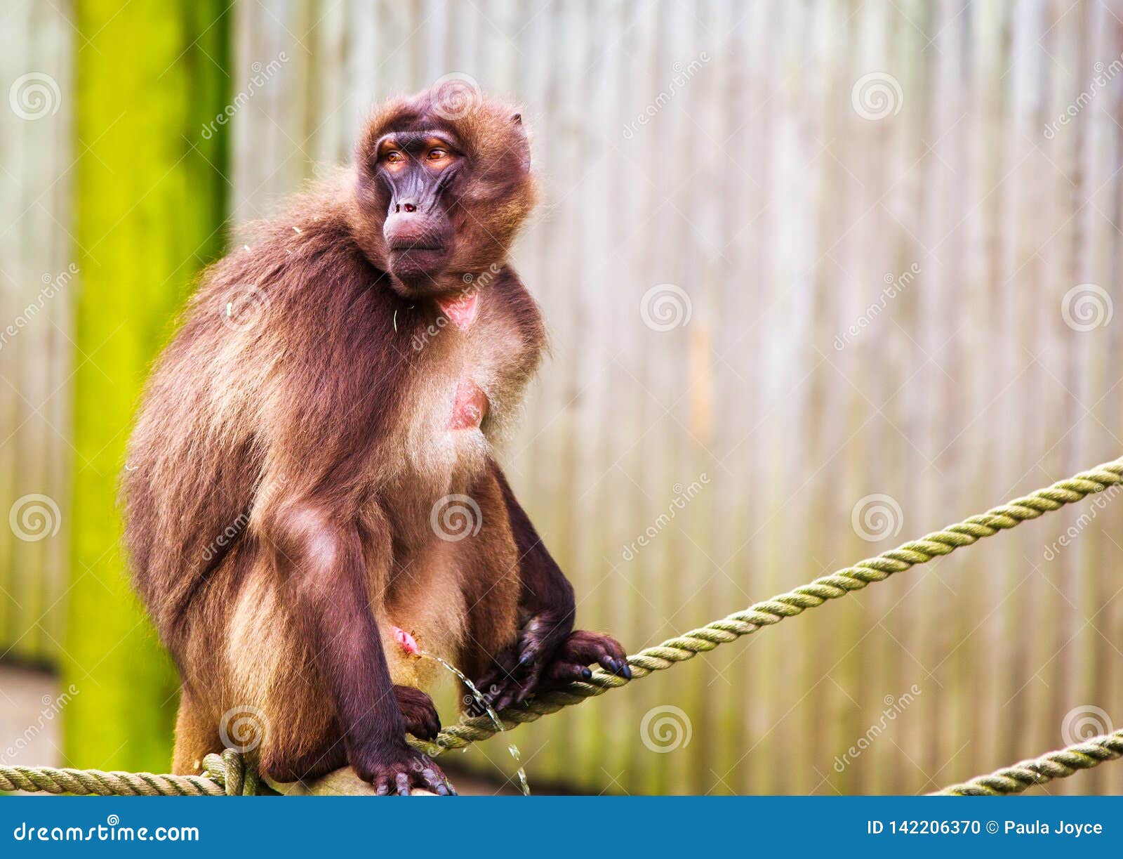Handsome Gelada Monkey Sitting on a Rope in Captivity Stock Photo ...