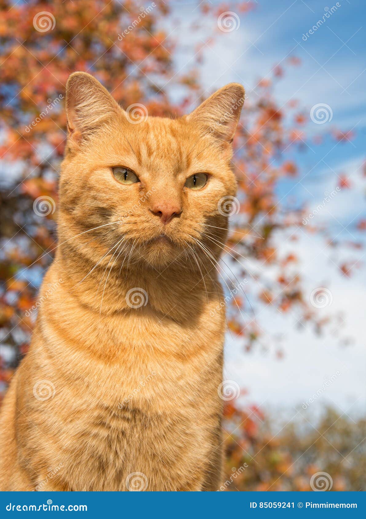 Handsome Ginger Tabby Cat Against a Colorful Oak Tree Stock Image ...