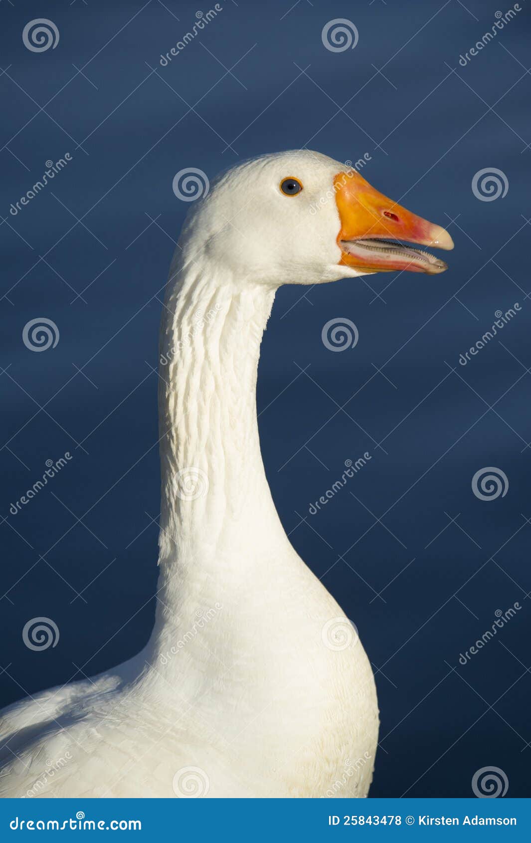 Handsome goose portrait stock photo. Image of head, gleam - 25843478