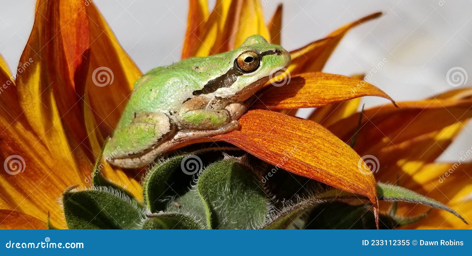 Handsome Green Tree Frog on Fiery Sunflower Stock Image - Image of frog ...