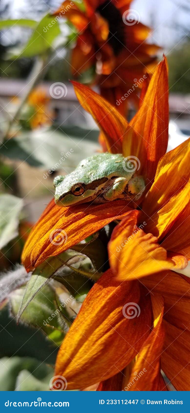 Handsome Green Tree Frog on Fiery Sunflower Stock Image - Image of ...