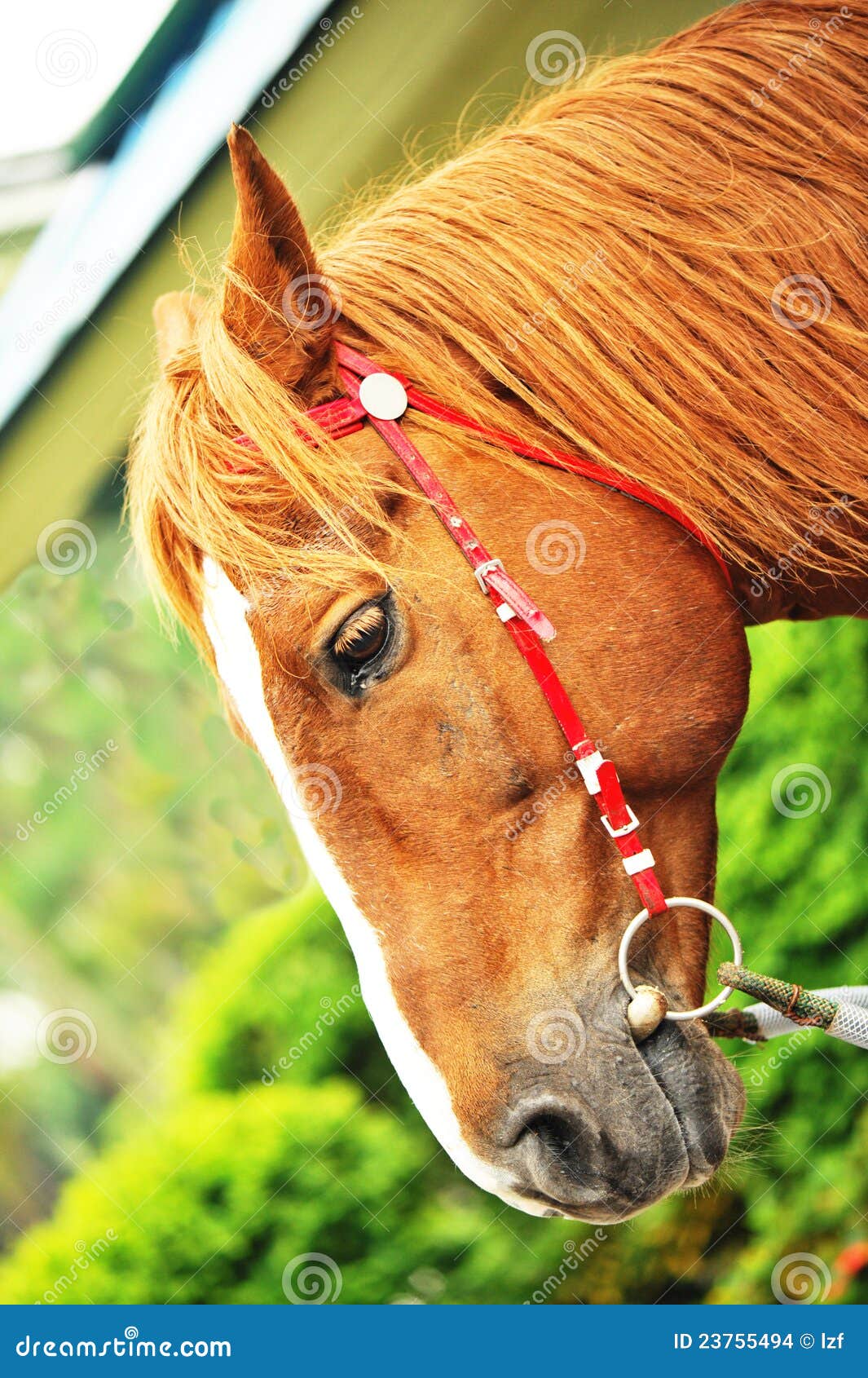 Handsome horse stock photo. Image of mouth, rein, closeup - 23755494