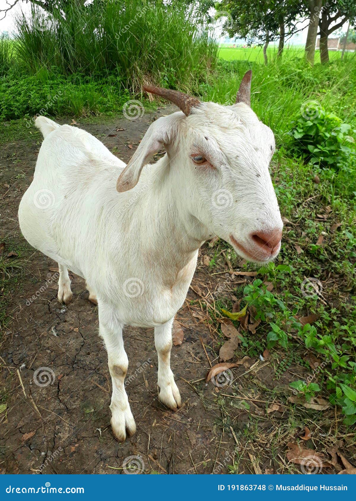 Handsome Innocent White Goat Stock Photos - Free & Royalty-Free Stock ...