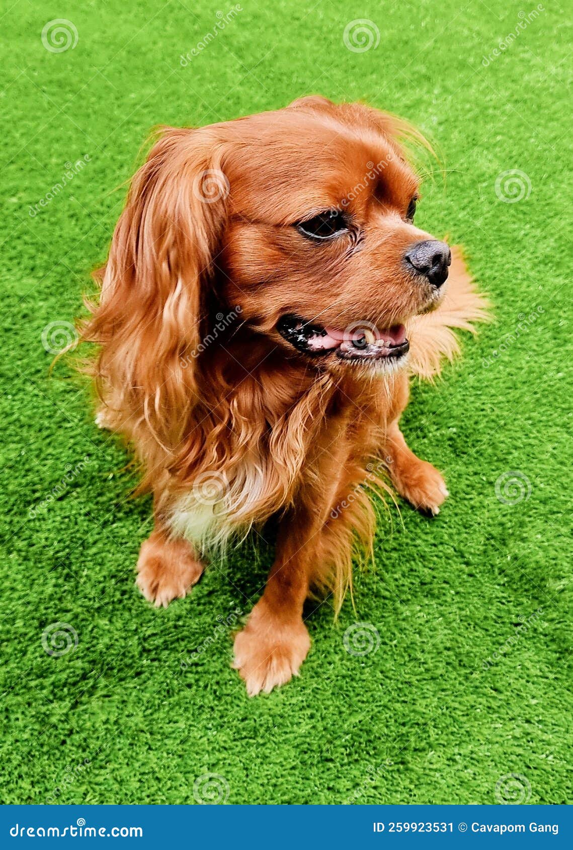Handsome King Charles Cavalier Spaniel Stock Image - Image of carnivore ...