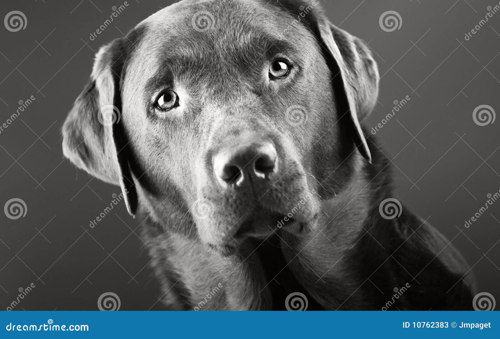 Handsome Labrador stock image. Image of sweet, proud - 10762383