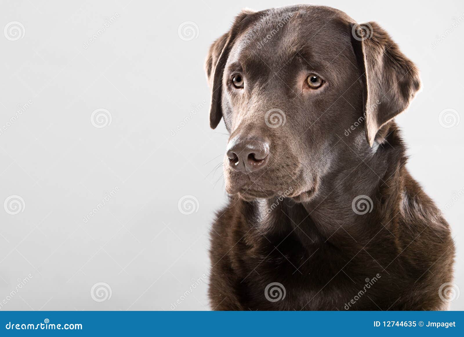 Handsome Labrador stock image. Image of hound, retriever - 12744635