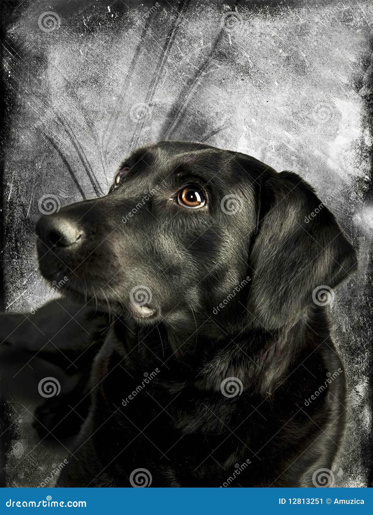 Handsome Labrador stock image. Image of monochrome, portrait - 12813251