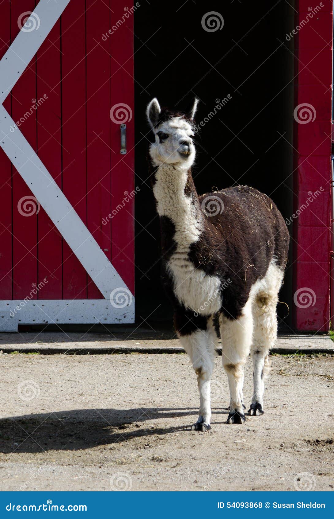 Handsome lama posing stock photo. Image of pose, mammal - 54093868