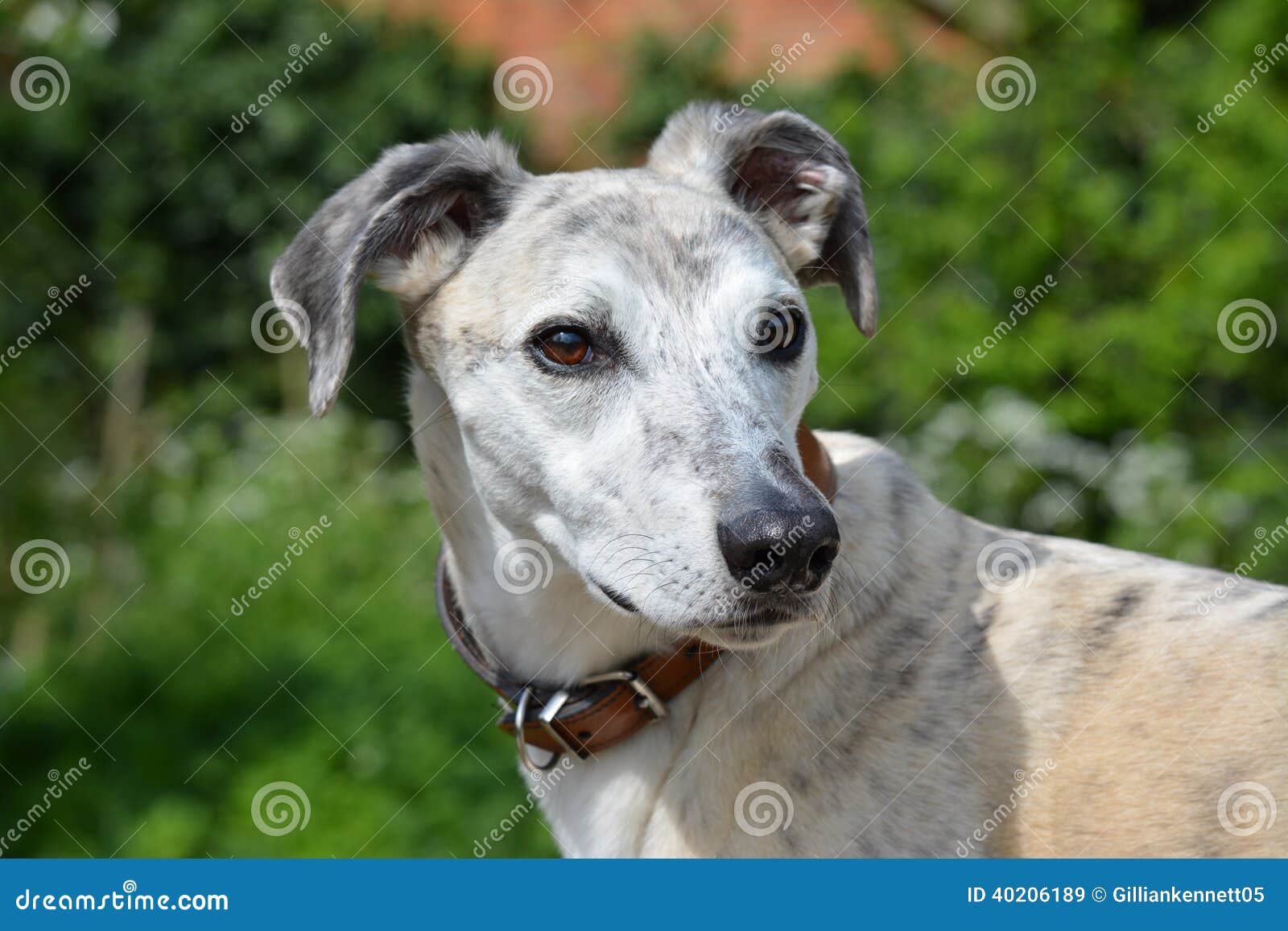 Handsome Lurcher Dog stock image. Image of hound, portrait - 40206189