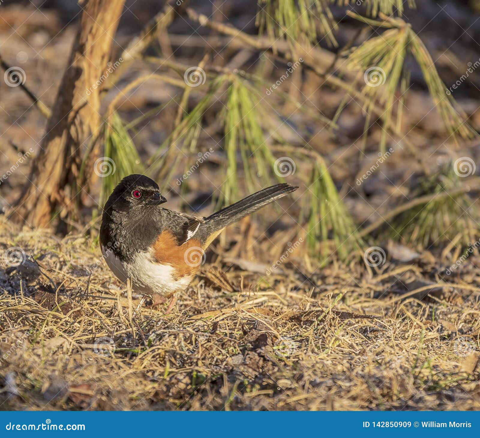 A Handsome Male Eastern Towhee in the Forest. Stock Image - Image of ...