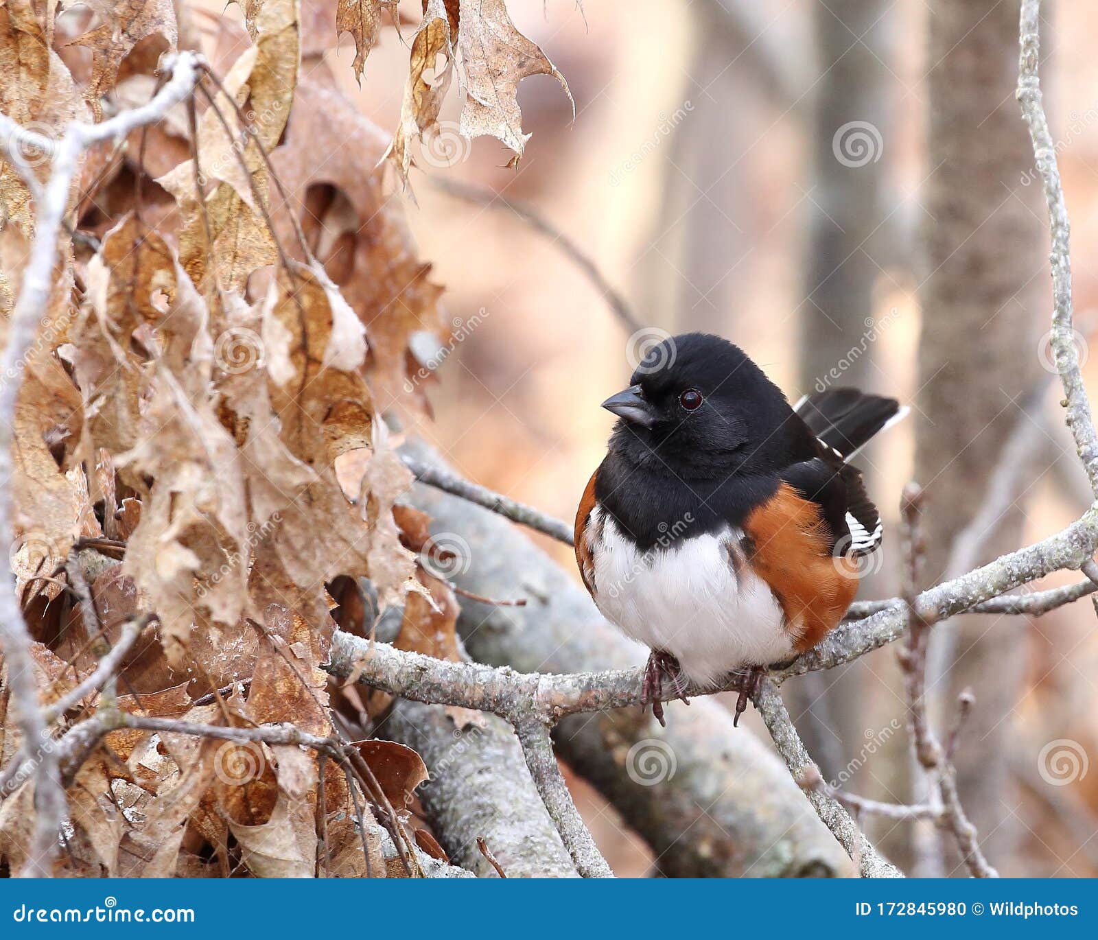 Handsome Male Eastern Towhee Stock Photo - Image of rufous, ornithology ...
