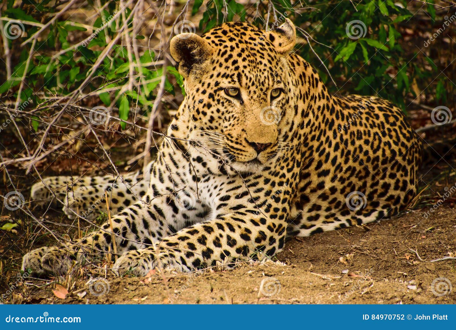 Handsome male leopard stock photo. Image of nature, laying - 84970752