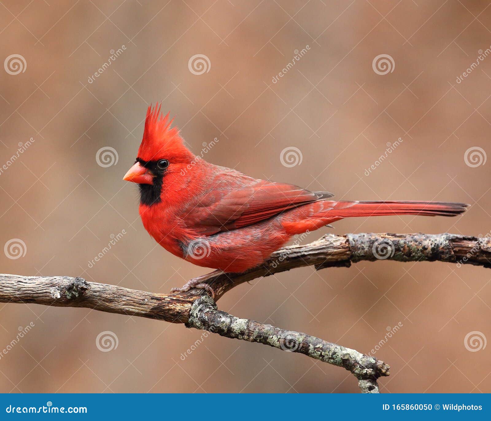 Handsome Male Northern Cardinal Stock Photo - Image of limb, nature ...