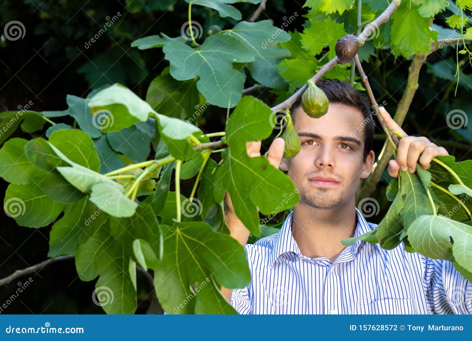 Handsome Man Picking Figs from a Tree and Smiling at Camera Stock Photo ...