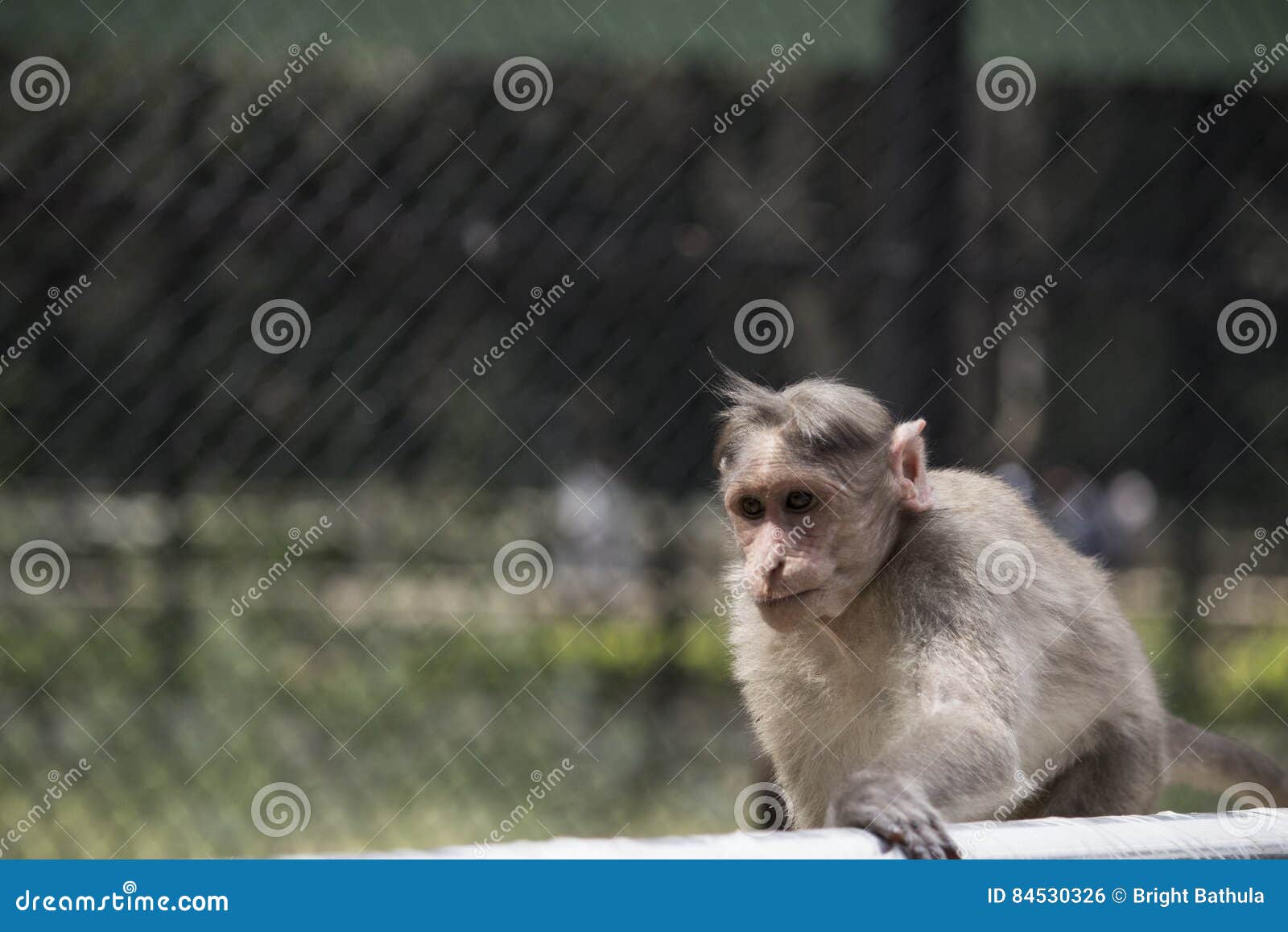 Handsome monkey stock photo. Image of mate, monkeyzoo - 84530326