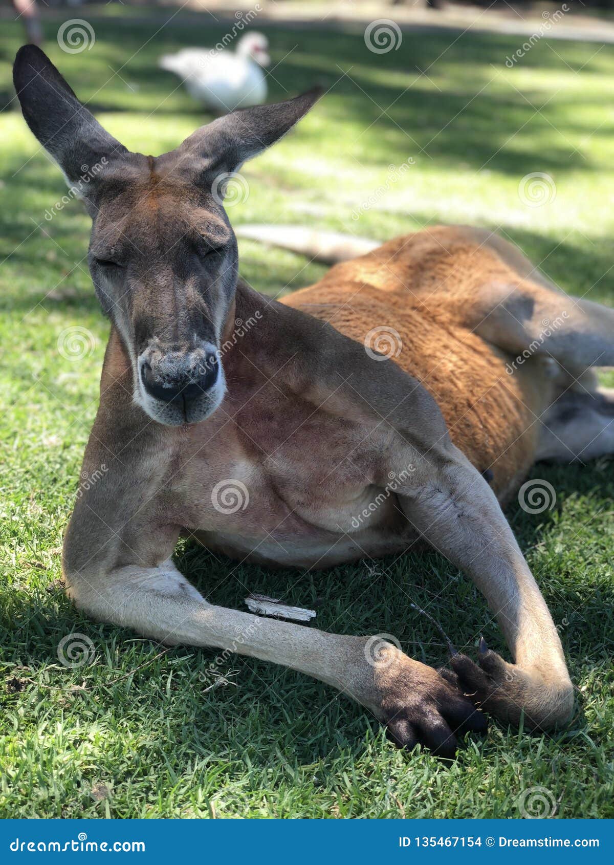 HANDSOME MUSCLE MAN stock photo. Image of muscle, kangaroo - 135467154