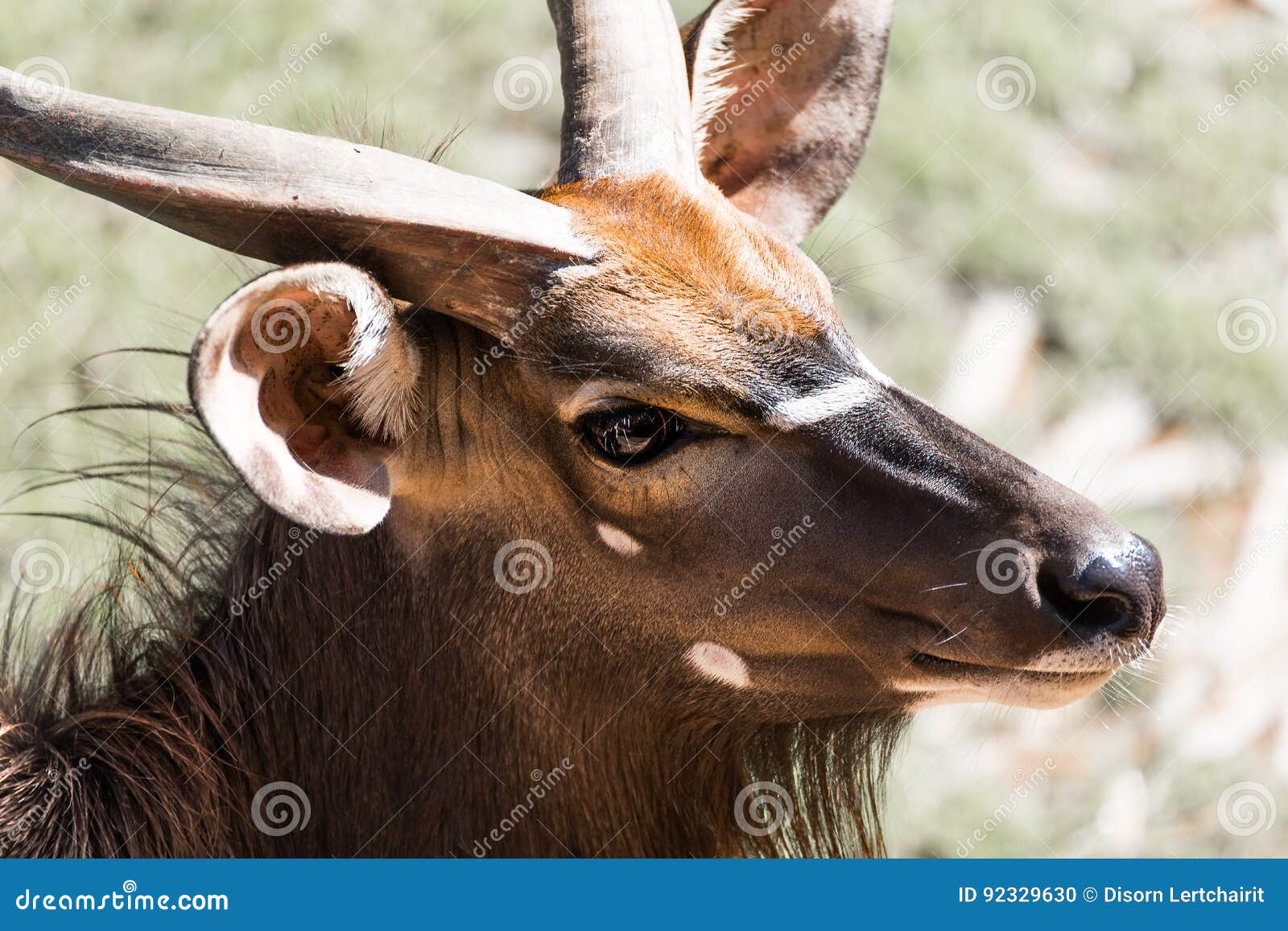 Handsome Nyala stock photo. Image of safari, angasii - 92329630