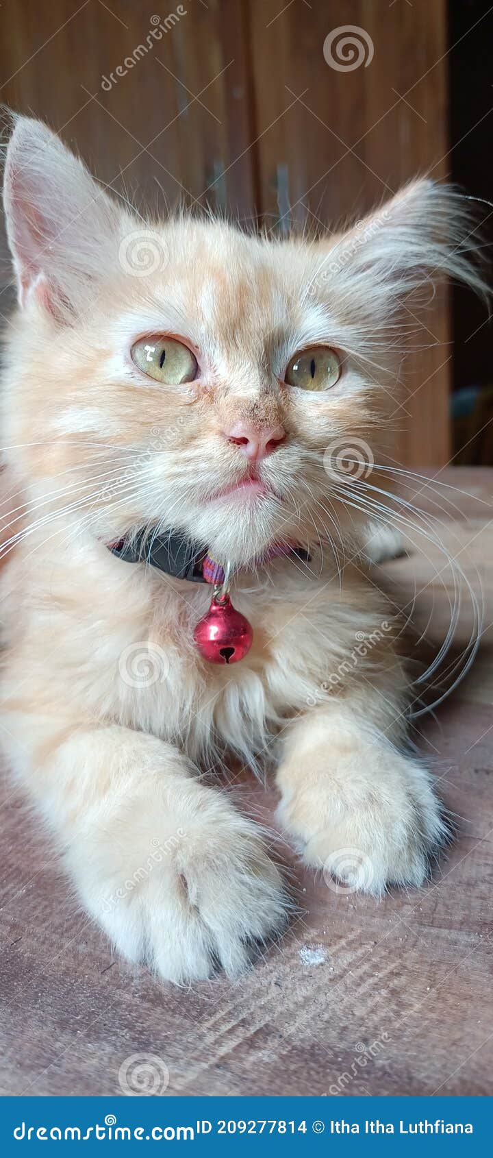 A handsome orange male cat stock photo. Image of carnivore - 209277814