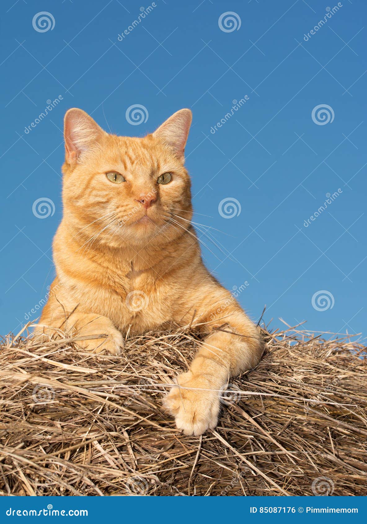 Handsome Orange Tabby Cat on the Top of a Hay Bale Stock Photo - Image ...