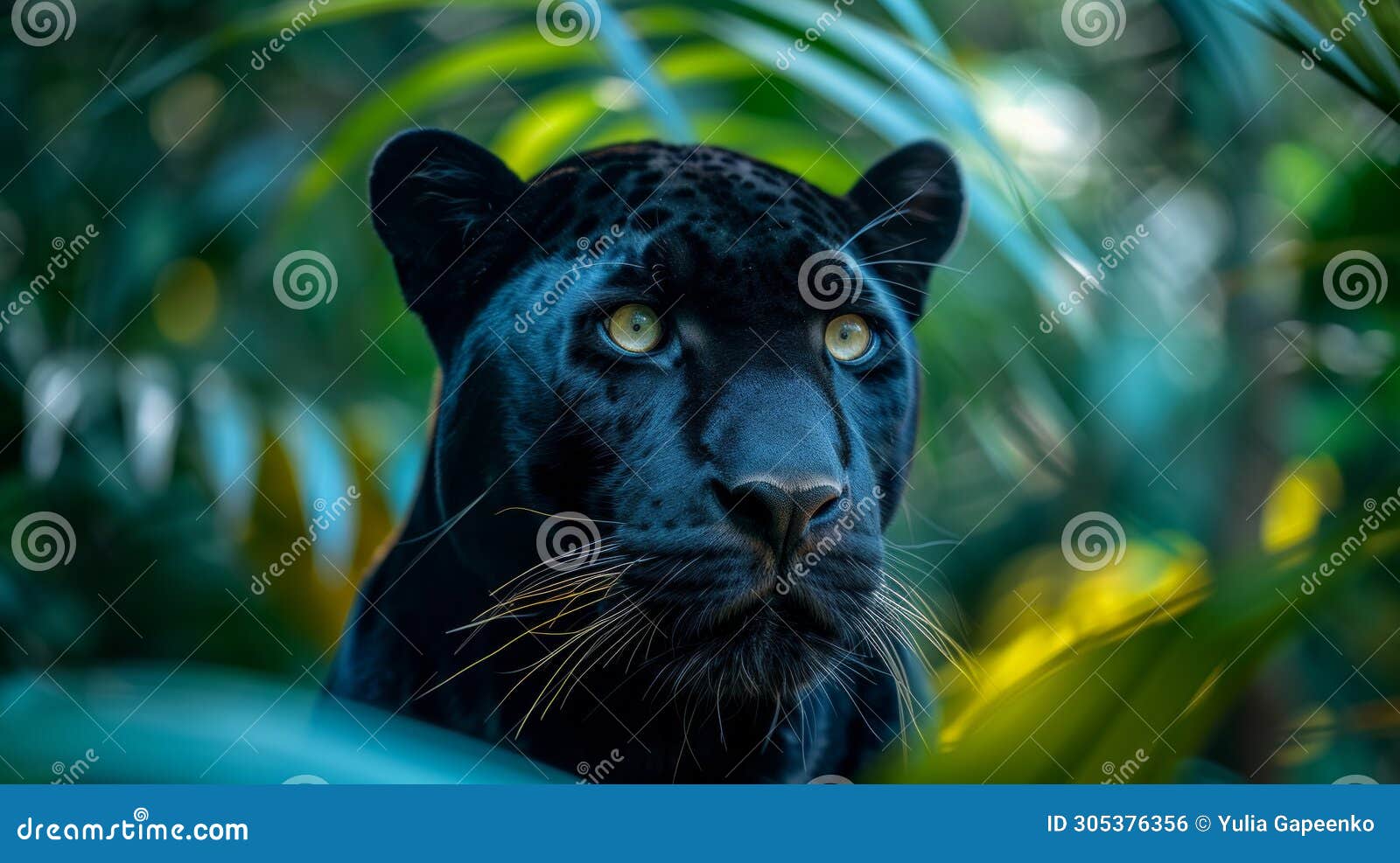 A Handsome Panther Looks into the Camera Stock Photo - Image of mammal ...