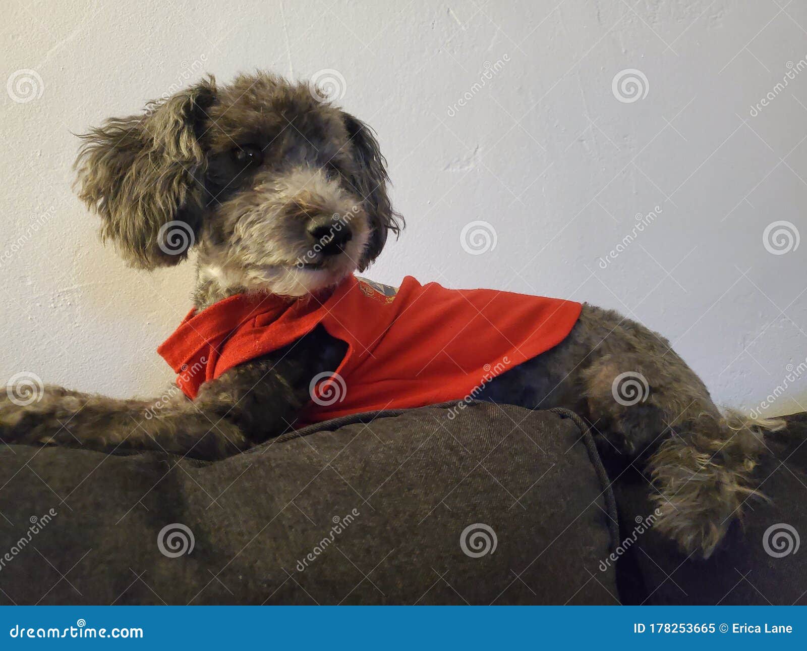 A Handsome Poodle Mixed Prince Stock Image - Image of terrier ...