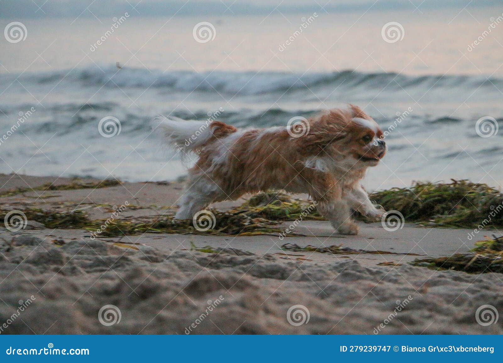 A Handsome Red White Cavalier King Charles Spaniel Running through the ...