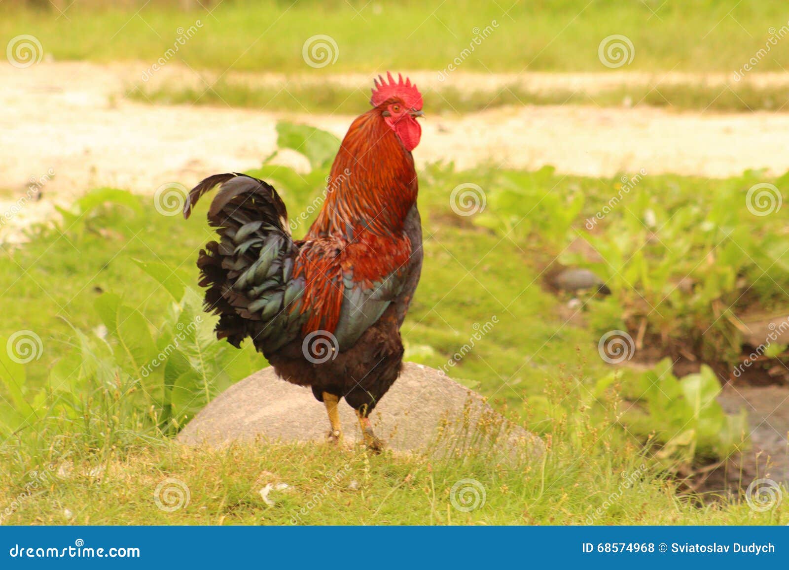 Handsome rooster stock photo. Image of colorful, poultry - 68574968