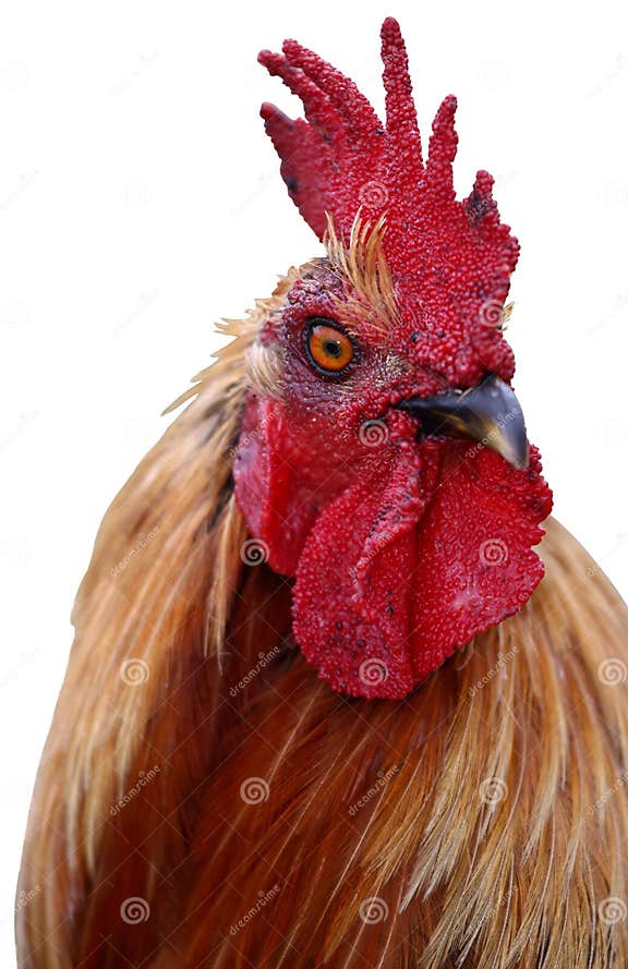 Handsome Rooster Isolated on White Backround Stock Image - Image of ...