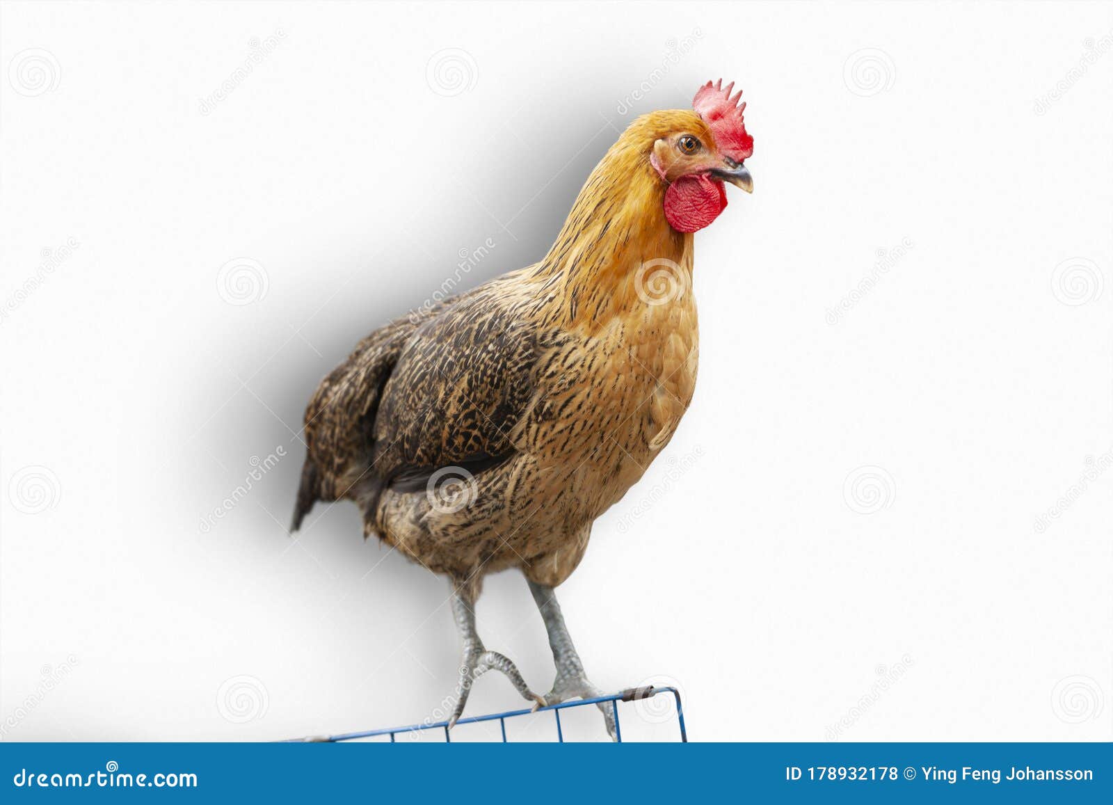 Handsome Rooster Isolated on White Stock Photo - Image of farming ...