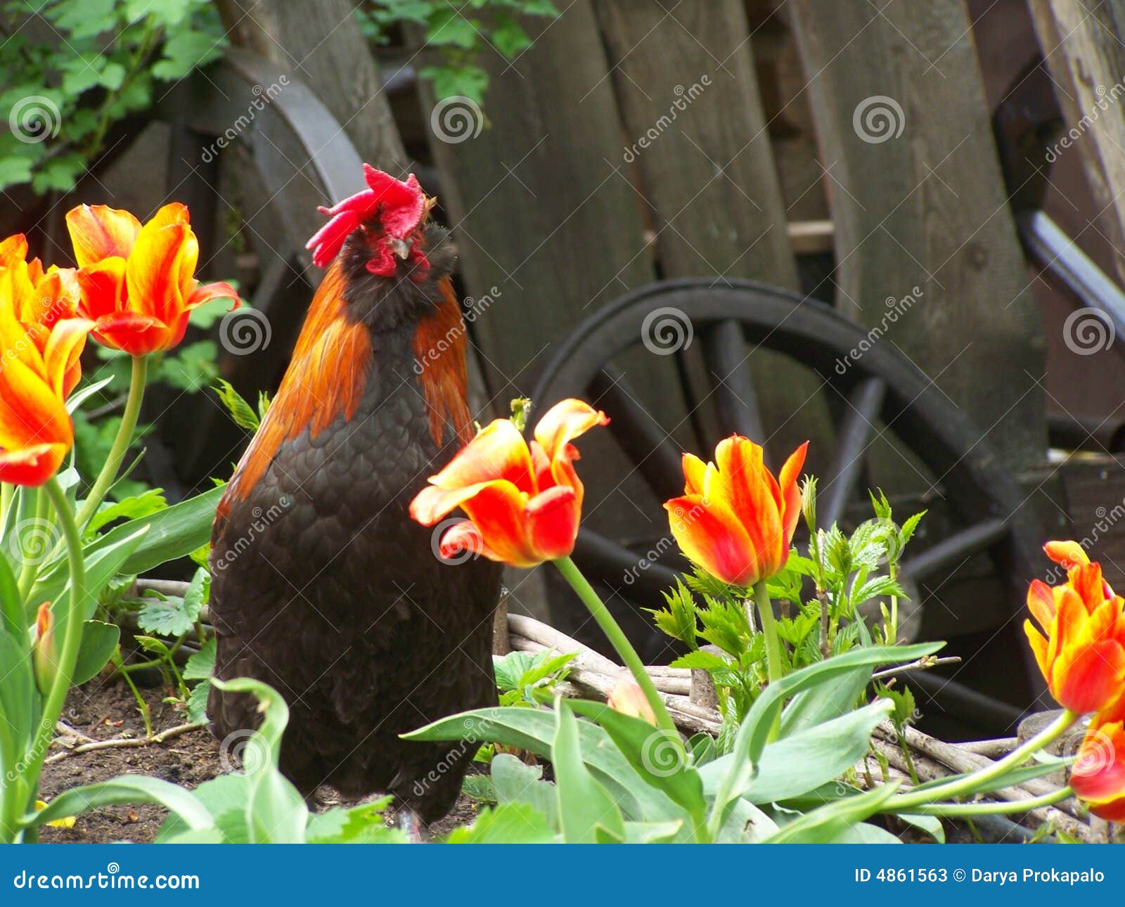 Handsome ruster stock image. Image of pride, colours, chiken - 4861563