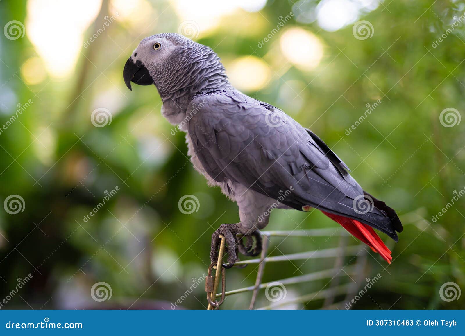Handsome and the Smartest African Gray Parrot Jaco Stock Image - Image ...