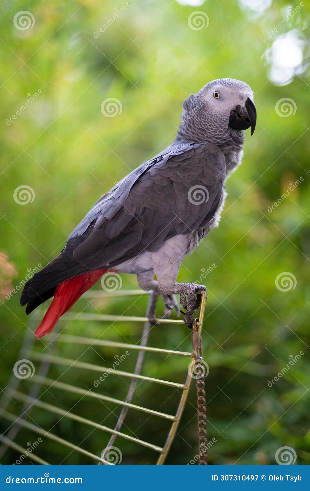 Handsome and the Smartest African Gray Parrot Jaco Stock Image - Image ...