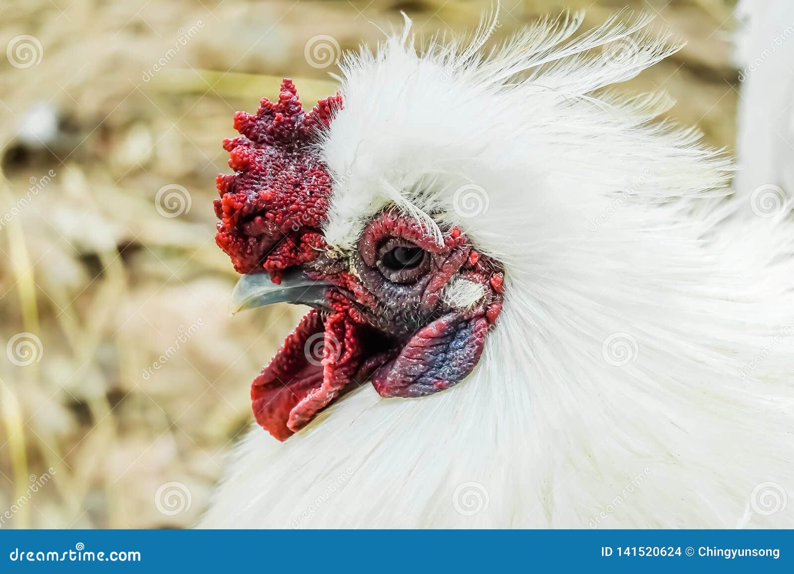 Handsome Spotted Japanese Bantam Rooster in a Group on the Ground Stock ...