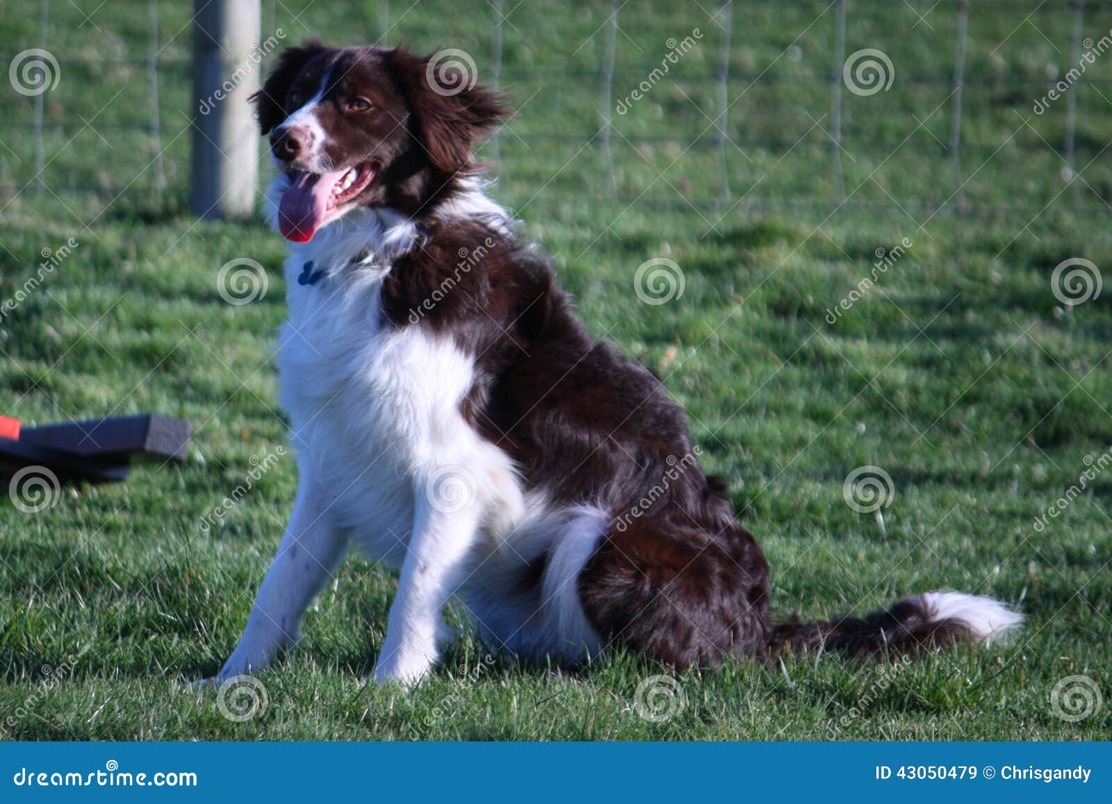 A Handsome Springer Collie Cross Pet Dog Stock Image - Image of happy ...