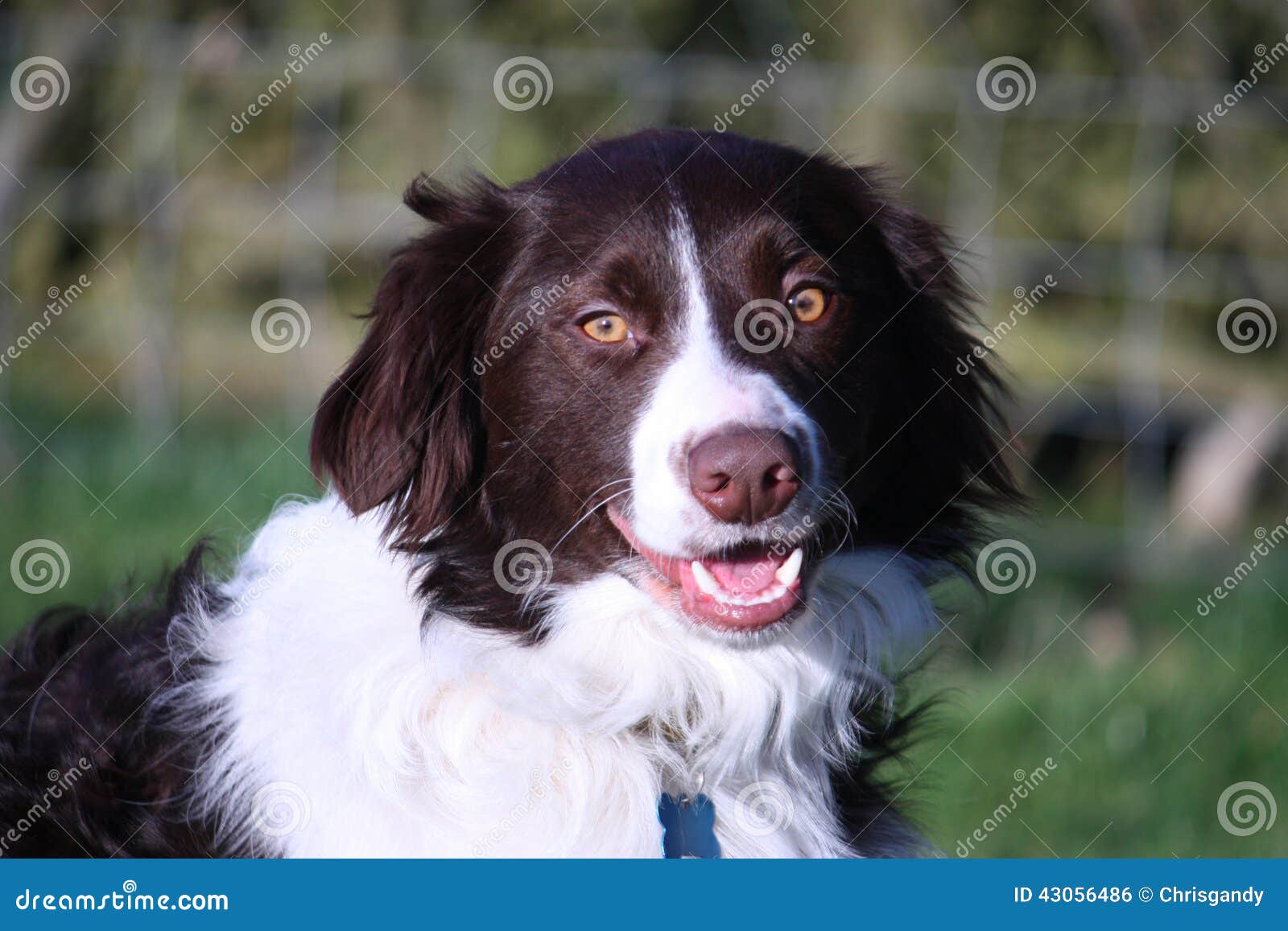 A Handsome Springer Collie Cross Pet Dog Stock Photo - Image of ...
