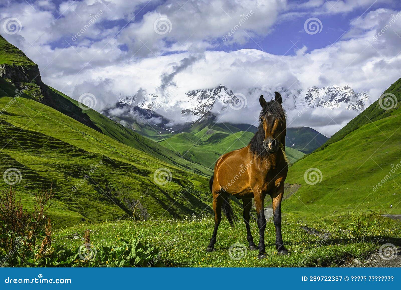 Handsome stallion stock image. Image of landscape, handsome - 289722337