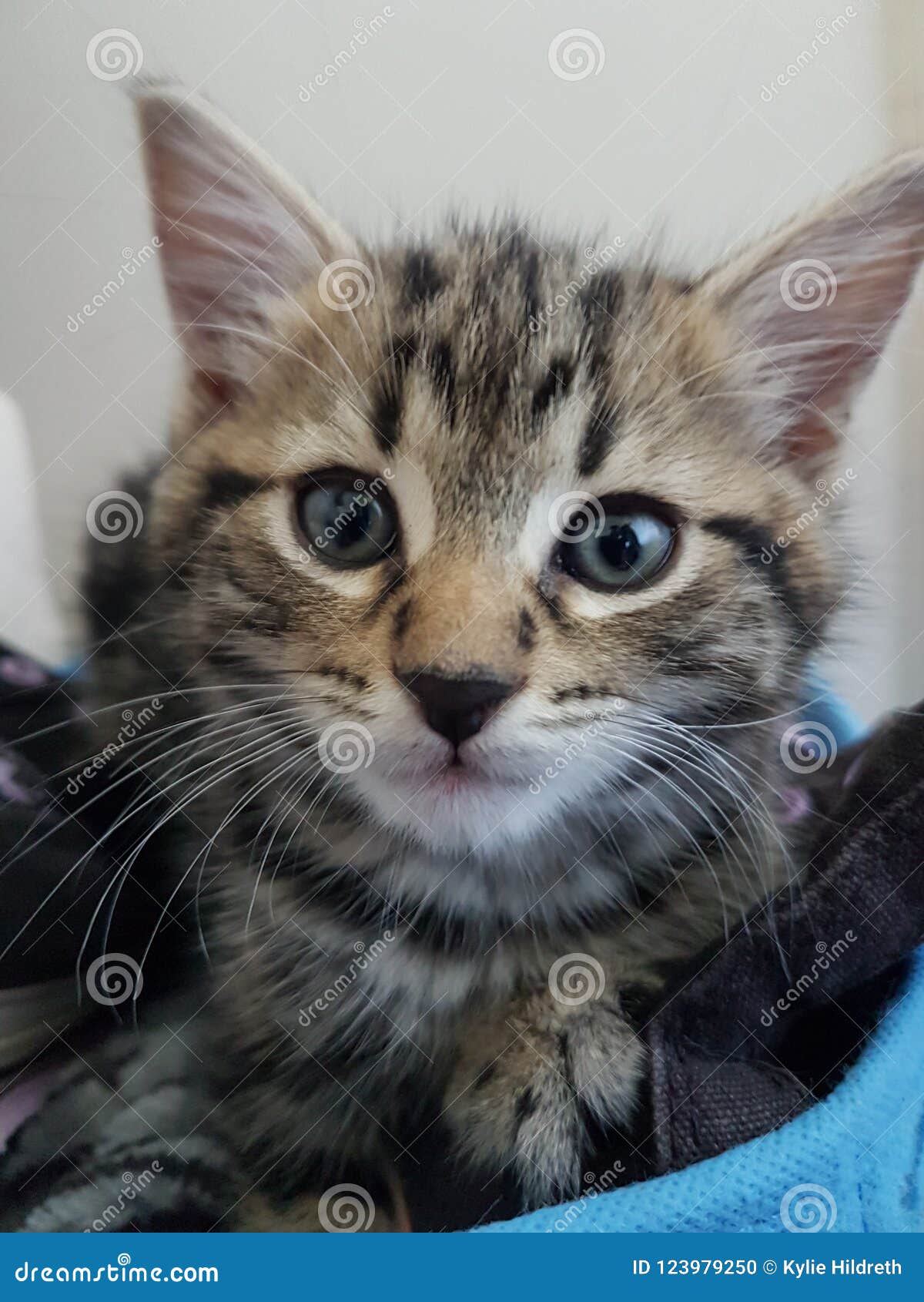 113 Gorgeous Tabby Boy Stock Photos - Free & Royalty-Free Stock Photos ...