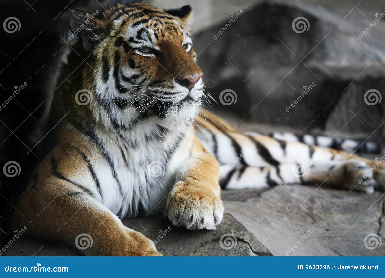 Tiger Resting Outdoors In The Cabarceno Zoo Stock Photo | CartoonDealer ...