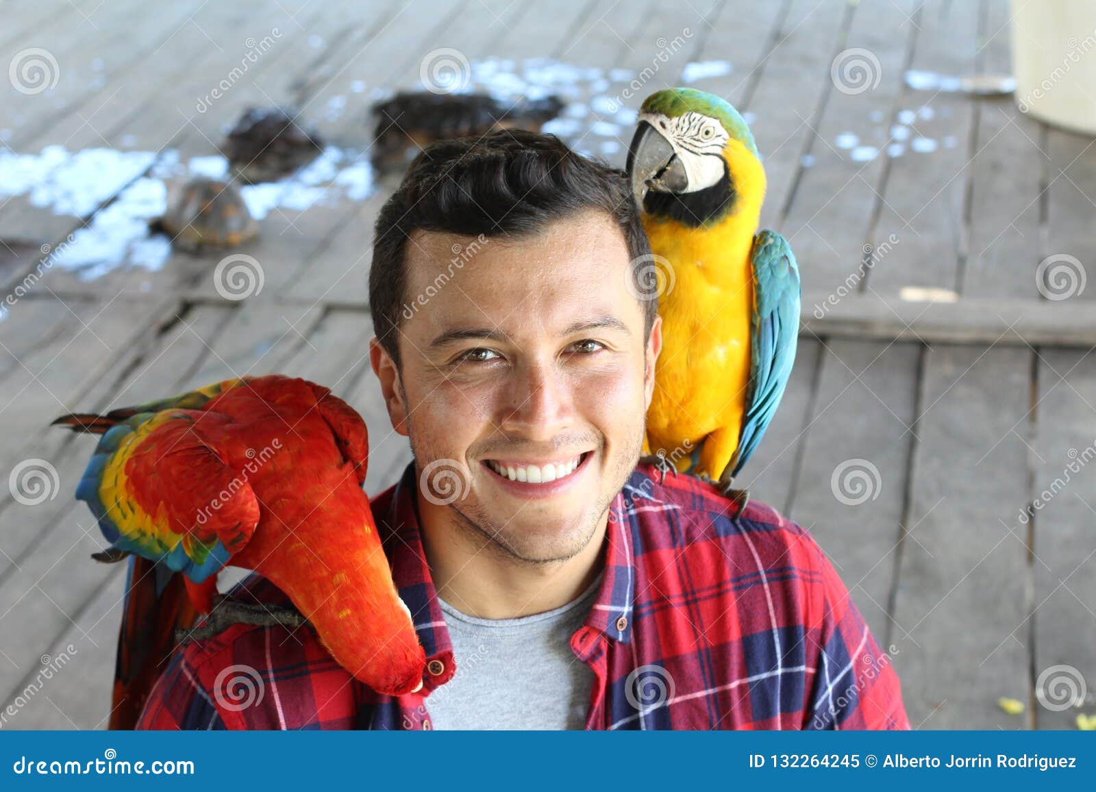 Handsome Tourist Interacting with Macaws Visiting Peru Stock Image ...