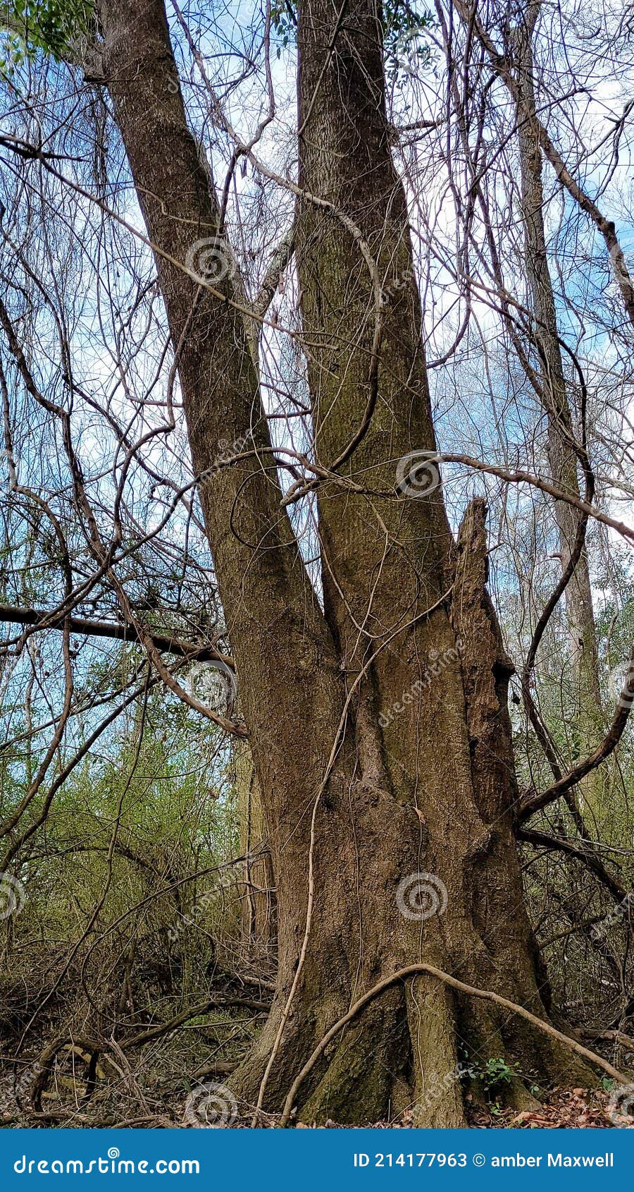 Handsome Tree Friends in Spring Stock Image - Image of autumn, woodland ...