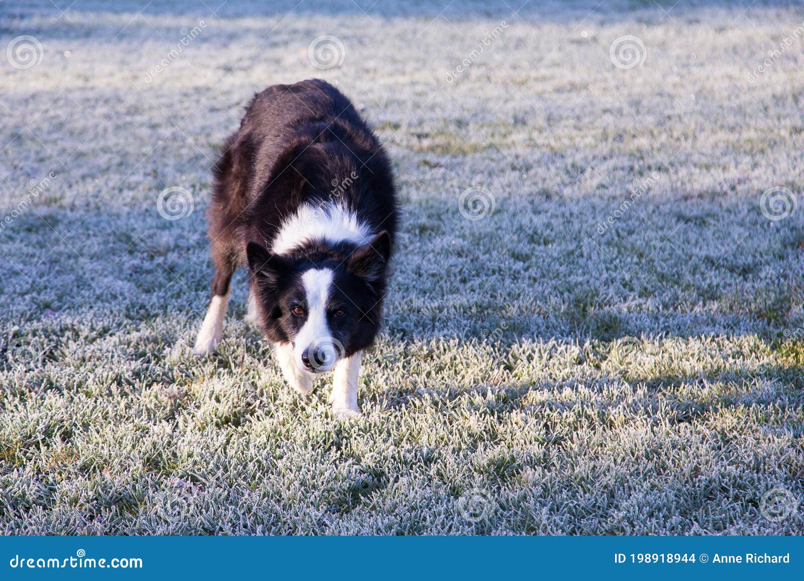 Are Collies Herding Dogs